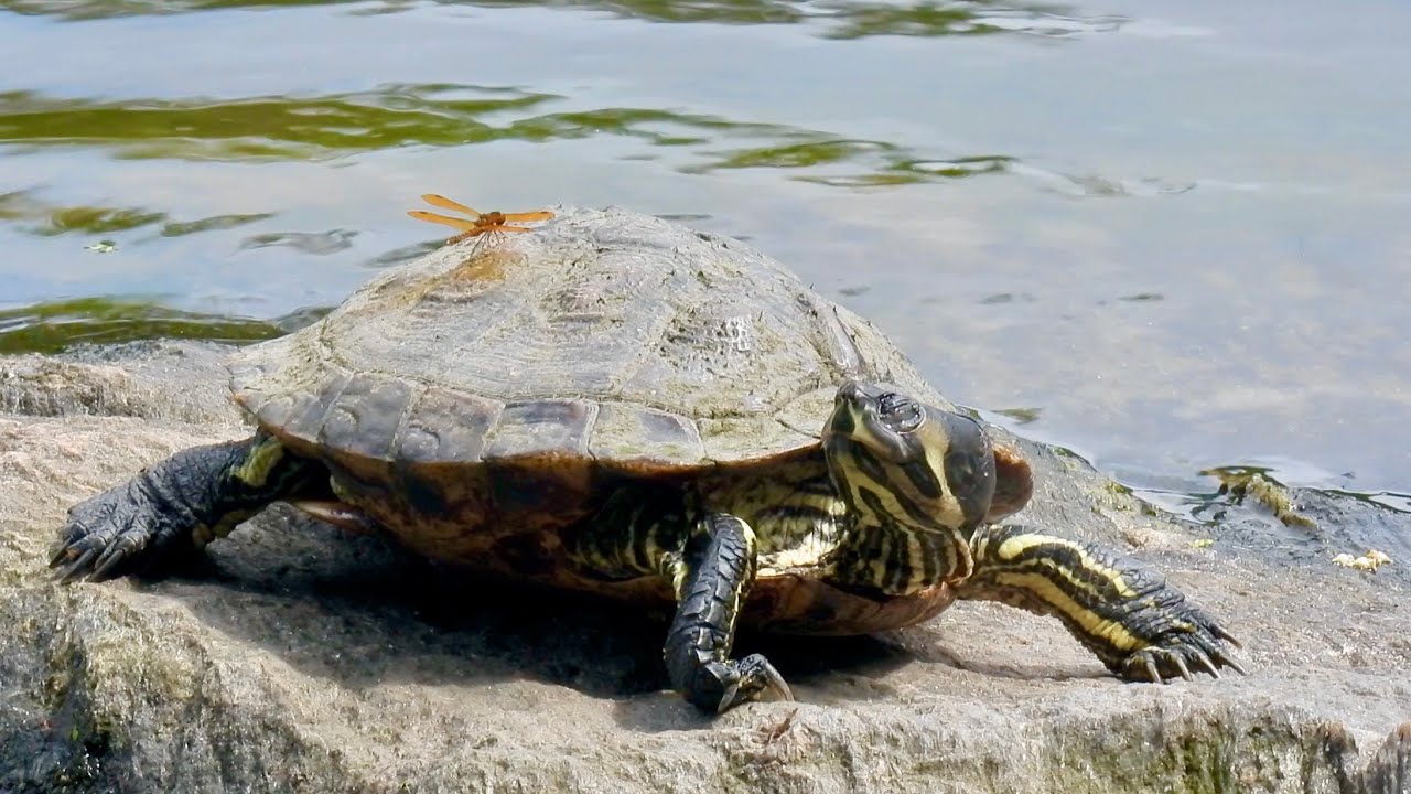 Dragonflies Breeding & An Angry Turtle 🐢 - YouTube