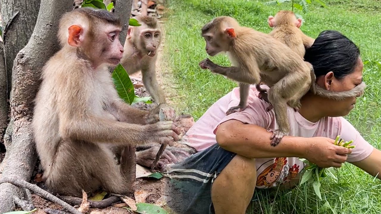 monkeys having fun and playing together around house - YouTube