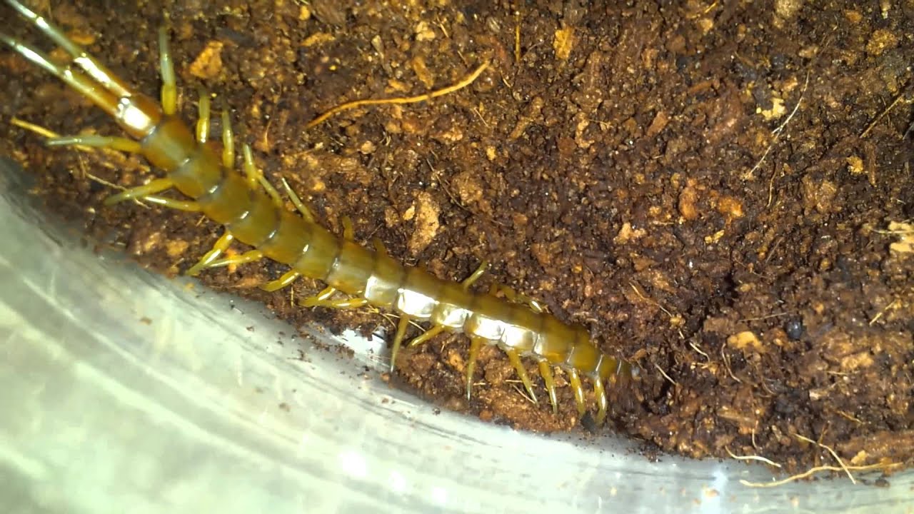 My new Scolopendra Alternans - YouTube