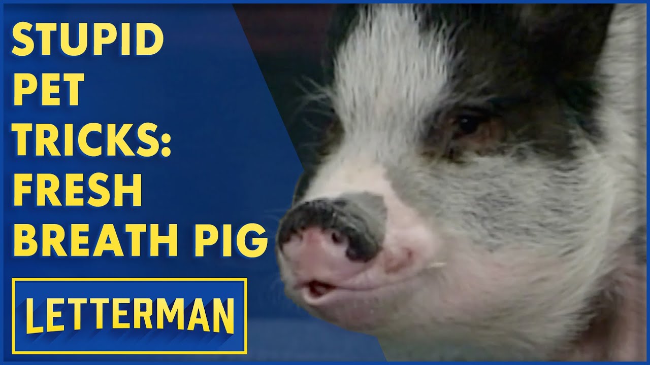 Stupid Pet Tricks: The Pig With Minty Fresh Breath | Letterman - YouTube