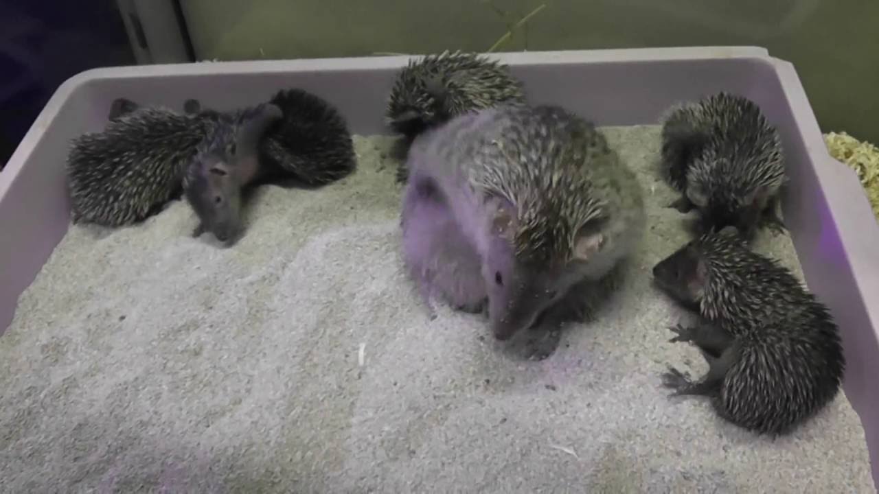 Baby Lesser Tenrec Compilation. SERIOUSLY CUTE! - YouTube