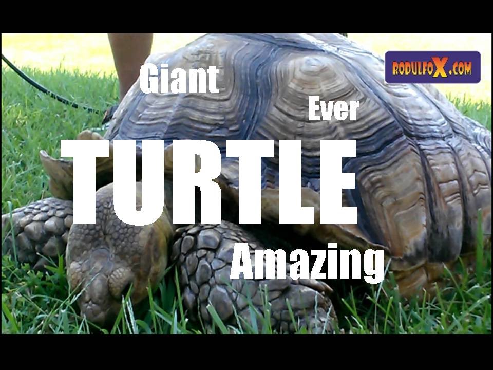 Ride on Giant Turtle Amazing! - YouTube