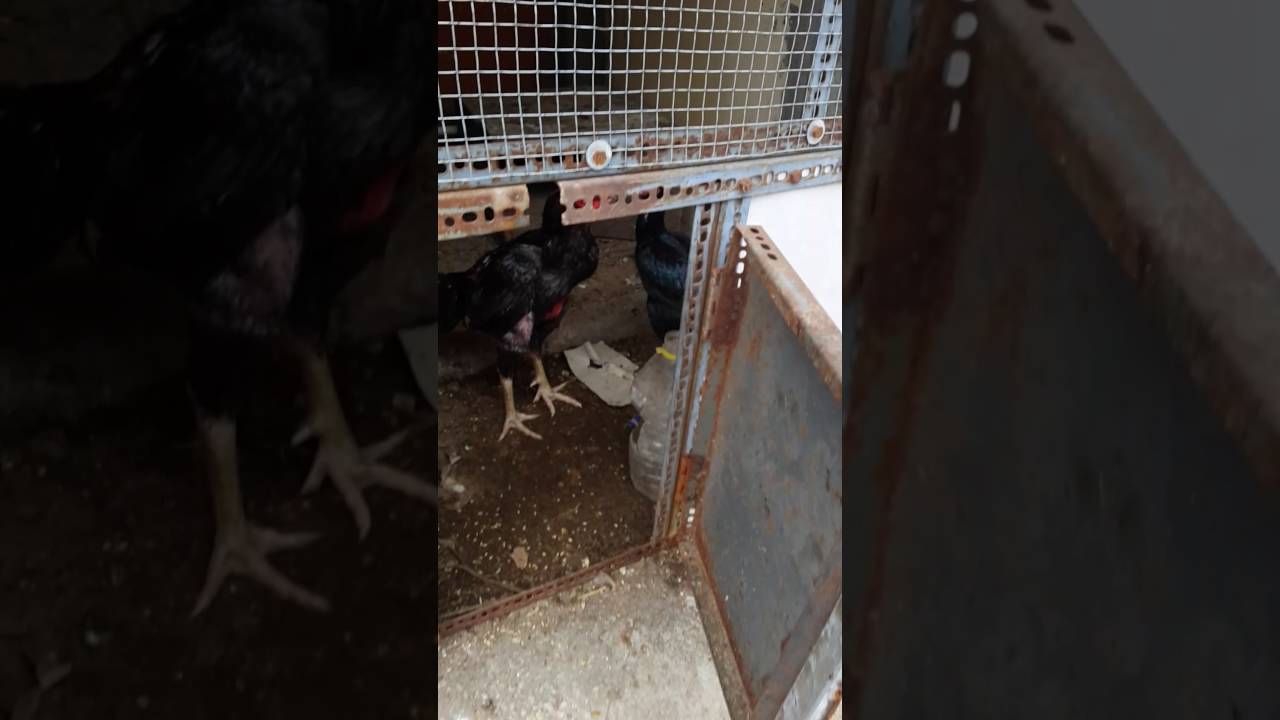 My madras asil good breed - YouTube