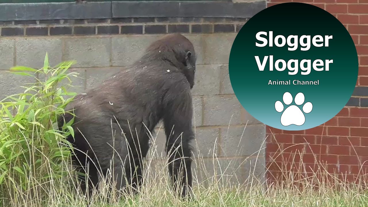 Gorilla Youngster Lope Looks Like He's Trying To Disguise His Fart ...