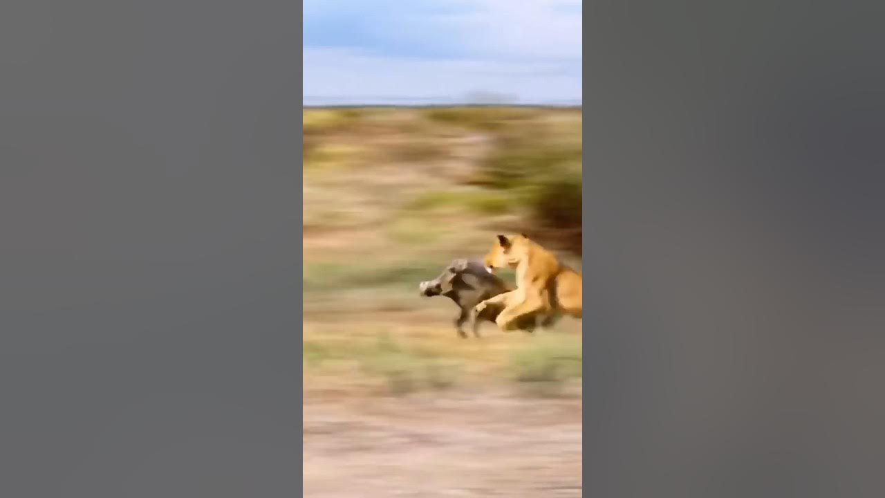Angry Warthog Try To Escape From Lion very hard! Warthog VS Lion! - YouTube