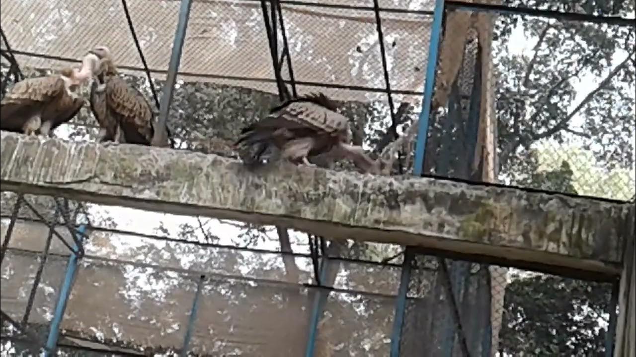 বিলুপ্ত পাখি শকুন ।The Vulture মিরপুর চিড়িয়াখানা ঢাকা । Mirpur Zoo Dhaka| 20191224 141905 ...