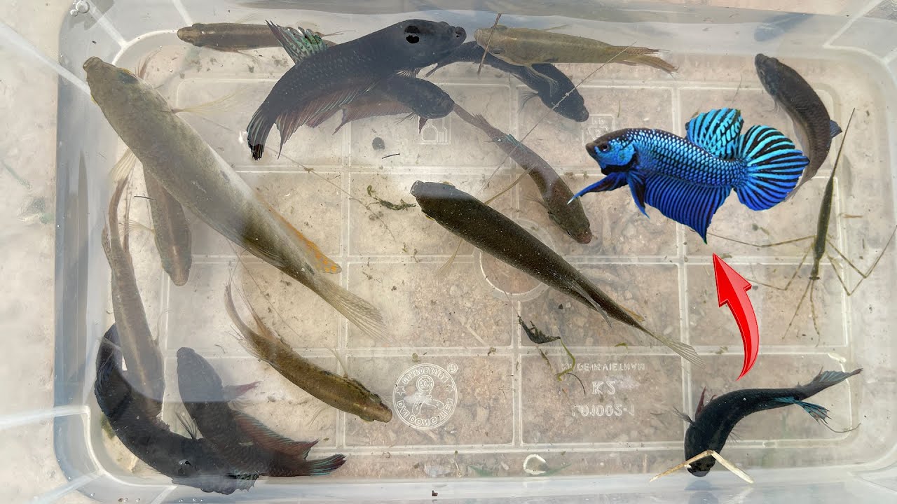 Recording and Finding very small creatures in rural lake. betta ...