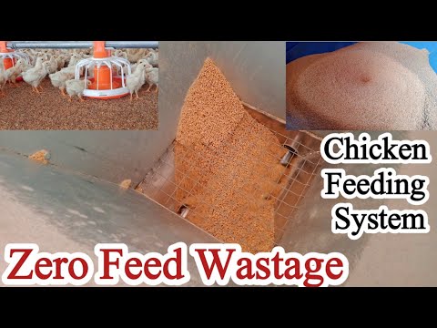 How Pan Feeding System Works | Chicken Zero Wastage Feeding System | Dr ...