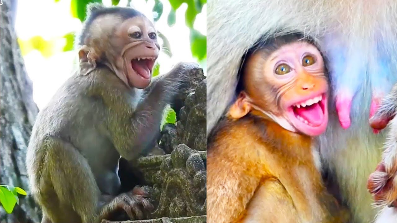 Baby Monkey Was Dragged By Big Monkey And Cried Out In Pain, Mother ...
