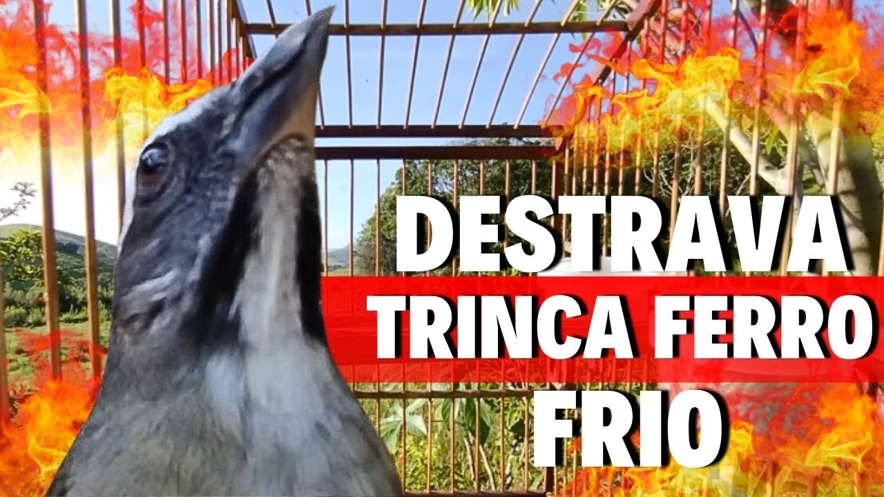 DESTRAVA TRINCA FERRO FRIO COM TRINCA FERRO CANTANDO O MELHOR VÍDEO PARA ESQUENTAR TRINCA FERRO ...