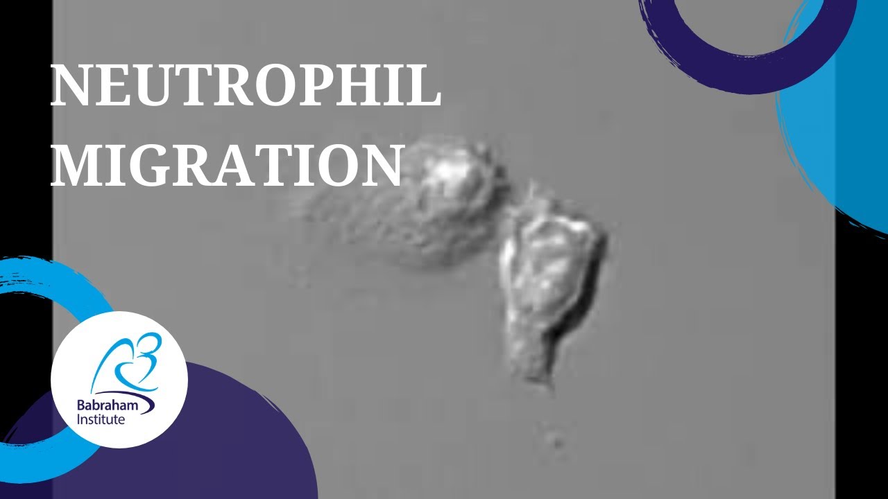 Neutrophil migration 2 - YouTube