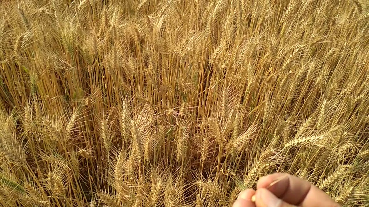 Typical indian Wheat field ready to harvest - YouTube