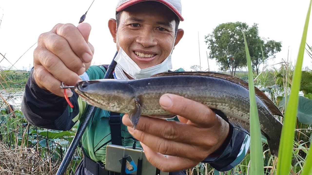 Snakehead Fly Fishing 🎣 - Best Hook Fishing 🎣 - Fish Hunting - បបក់ ...