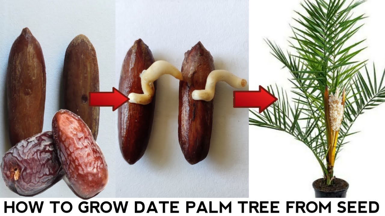 How To Grow Date Plam Tree Frome Seed| DATE SEED GERMINATION - YouTube