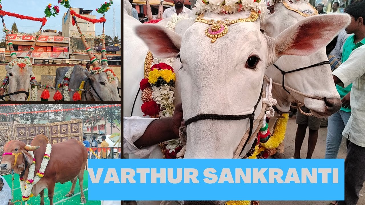 Hallikar Bull | varthur sankranti | Jallikattu| Vaisu shetty - YouTube