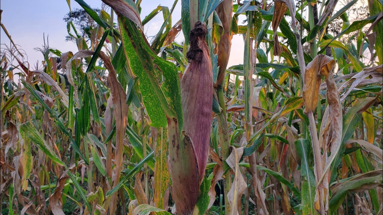 How to Start a Successful Maize Farm and Reap Big in Northern Uganda ...