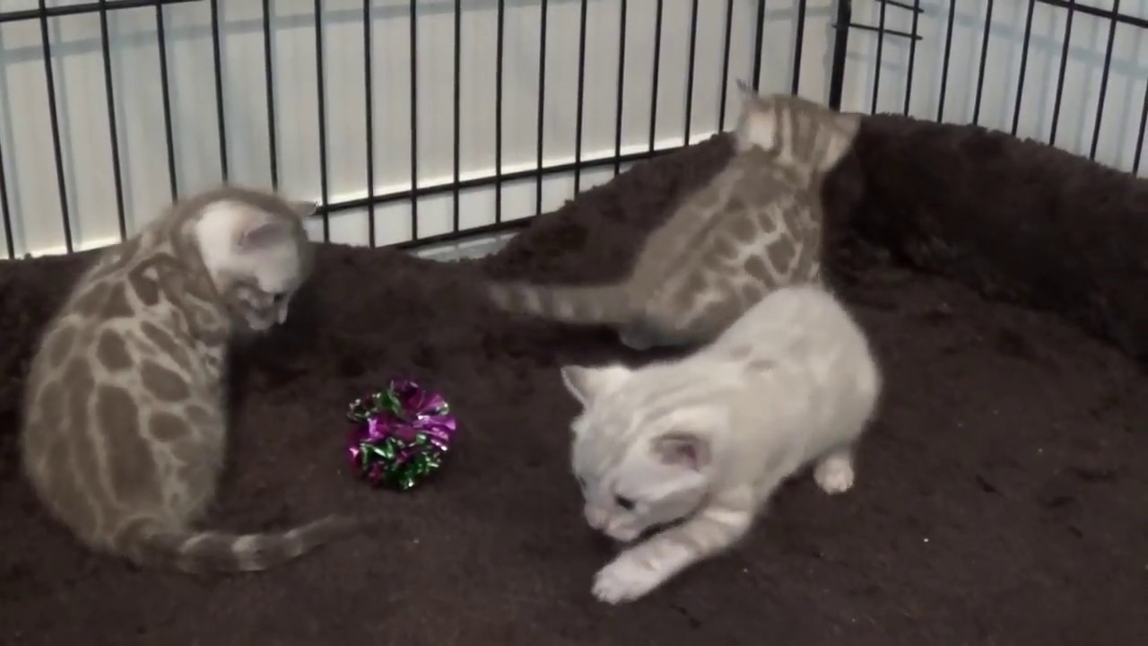 Kucing Bengal Si Sangar yang Menggemaskan - YouTube