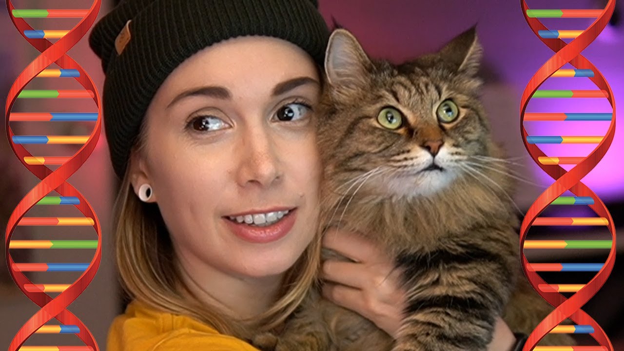 I got a DNA test for my cat! - YouTube