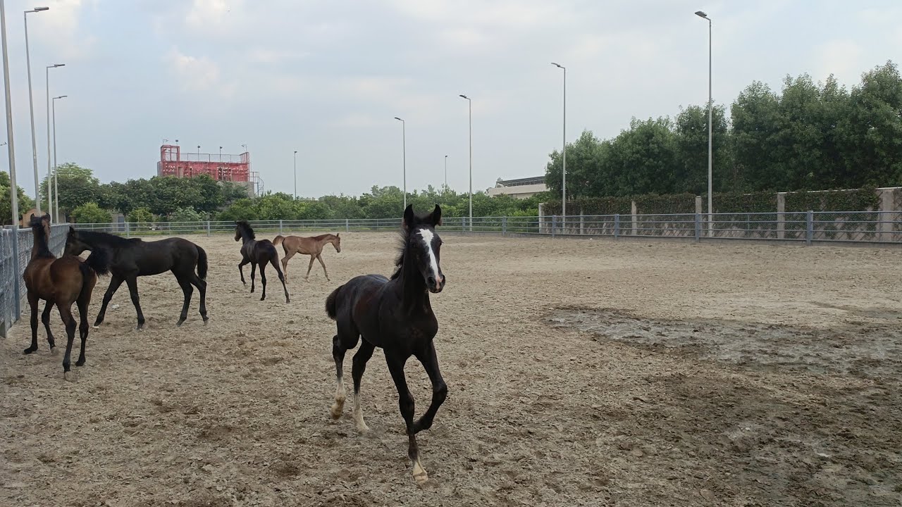 Pakistan ky mashhor horse in tm farm vip stable and beautiful horse ...