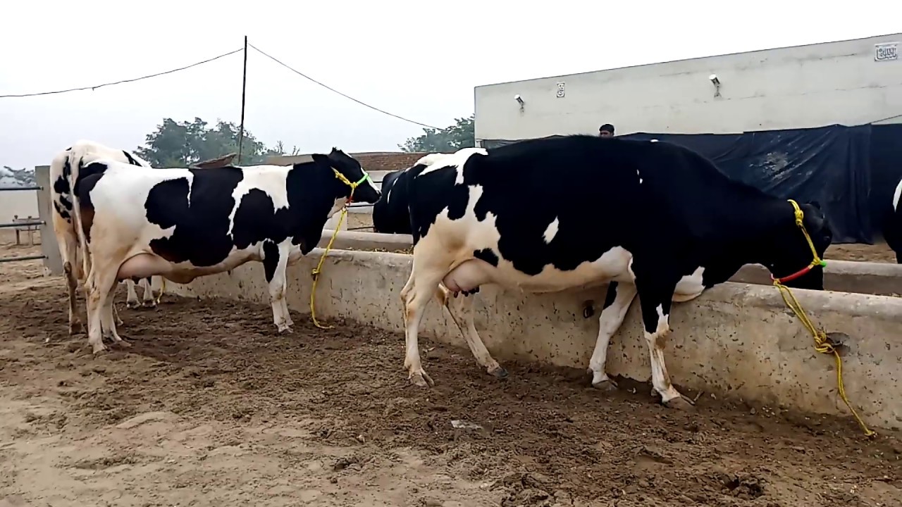 EIGHT (8) COWS FOR SALE - YouTube