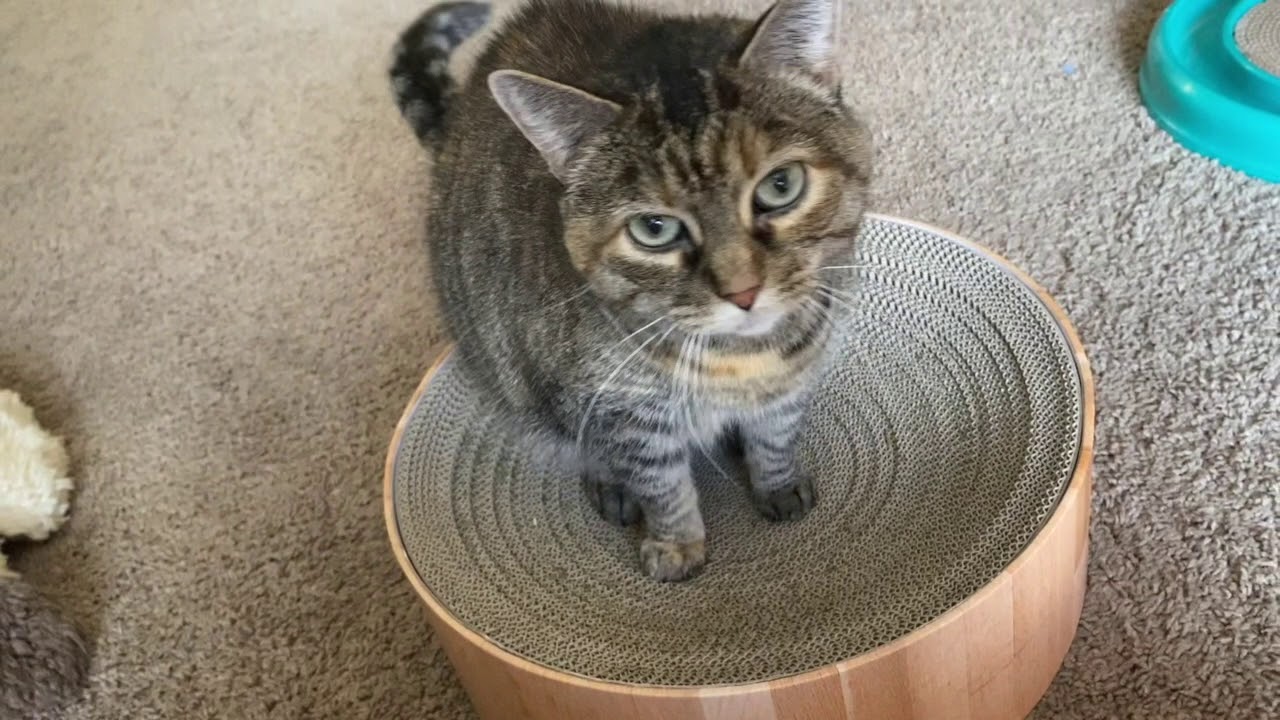 Cat Scratch Feeder - YouTube