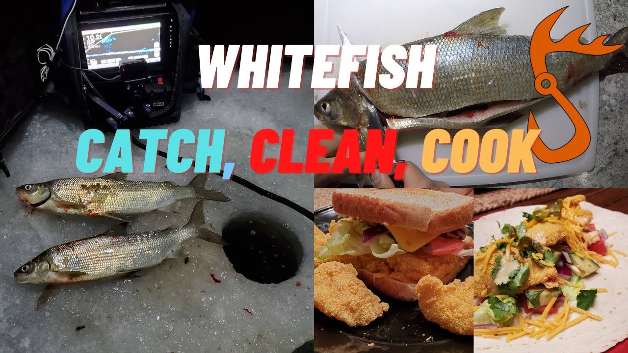 Whitefish Catch Clean and Cook - YouTube