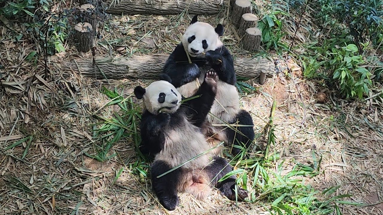20230201 (noon) Giant Panda Le Le 叻叻 eats lunch with mummy Jia Jia 嘉嘉 ...