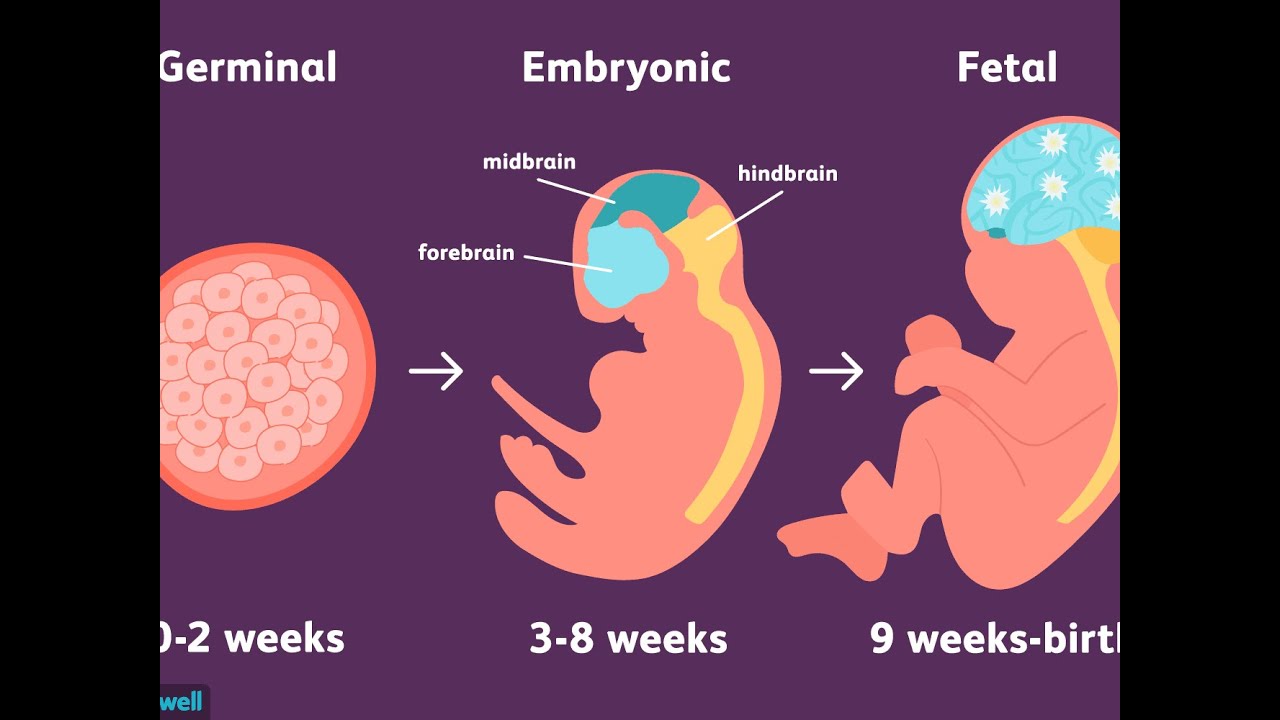 PRENATAL DEVELOPMENT ( germinal period & embryonic period ) - YouTube