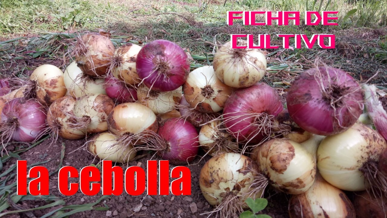 La Cebolla, FICHA DE CULTIVO, paso a paso. #tutorialeshuerto - YouTube