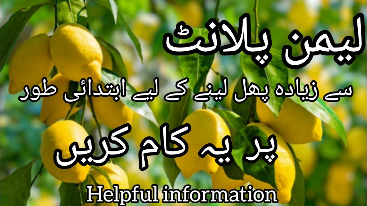 🔴Lemon plant,How to grow fast Lemon plant, helpful information. - YouTube