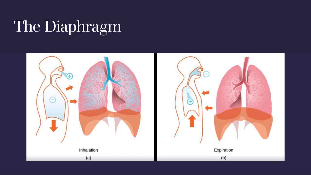 Respiratory System (Recommended for 7th grade) - YouTube