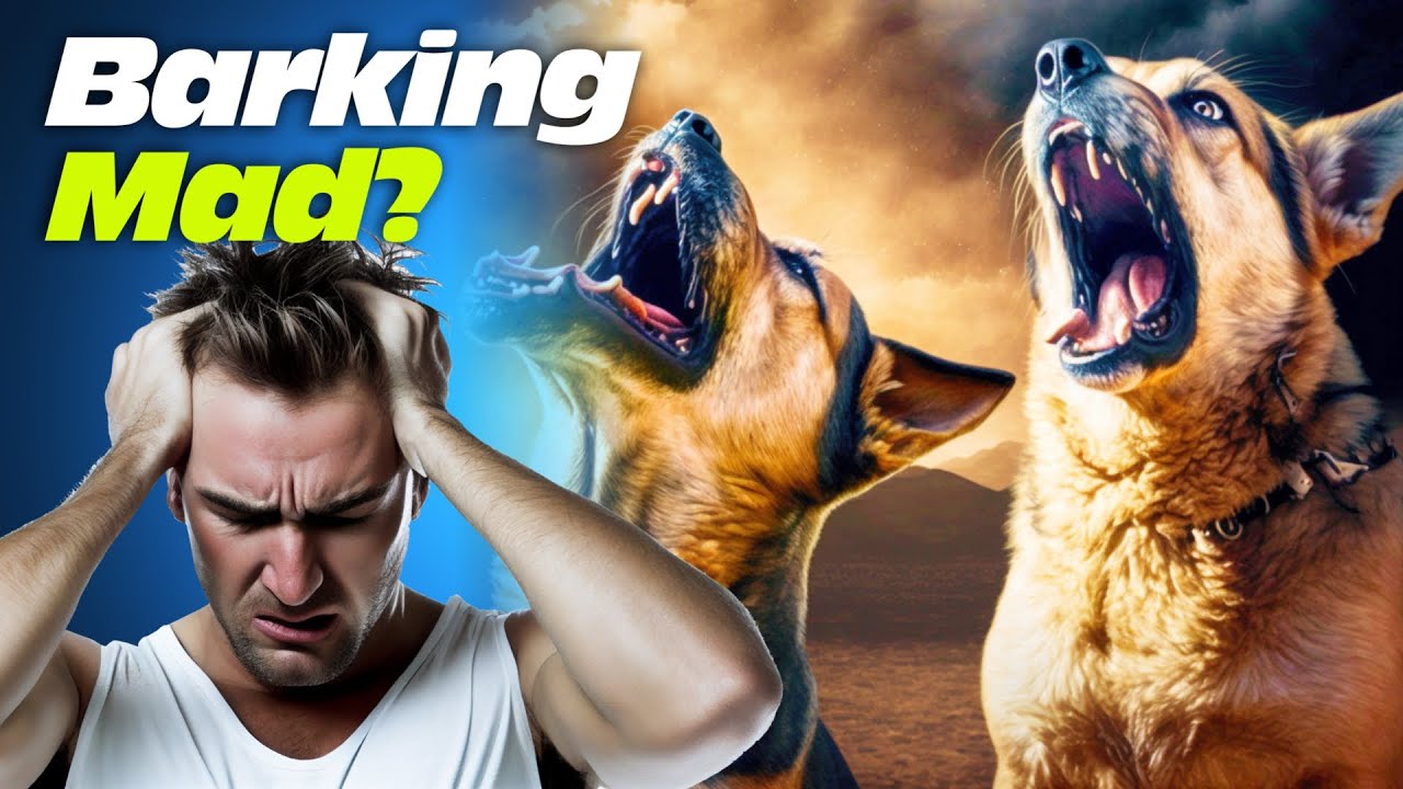 Stop Your Dog Barking - B4 You go Barking Mad! - YouTube