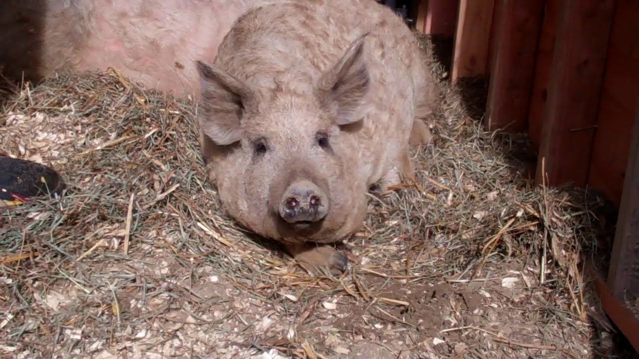 A Pig Rescue - YouTube