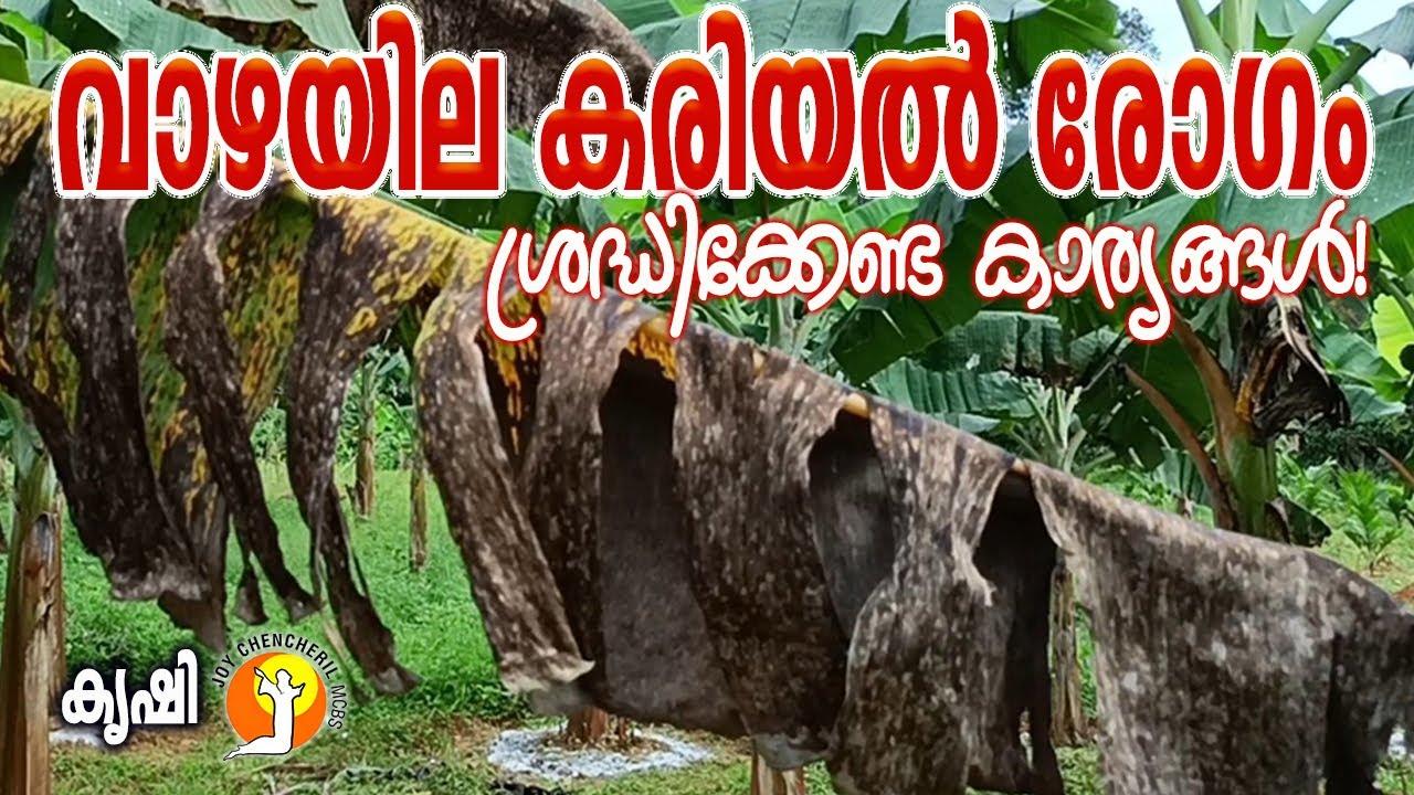 വാഴ | VAZHA | വാഴയില കരിയൽ രോഗം | കൃഷി | വാഴകൃഷി | KARIVA ROGAM ...