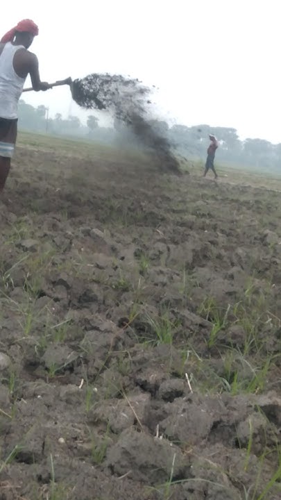 khet me kam ho raha hai #music #song #shorts #ytshorts #vairal🙎 - YouTube