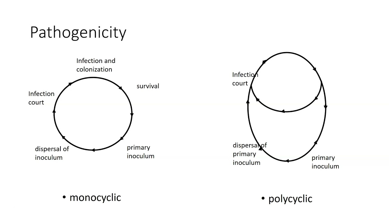 Disease cycles - mono and polycyclic - YouTube