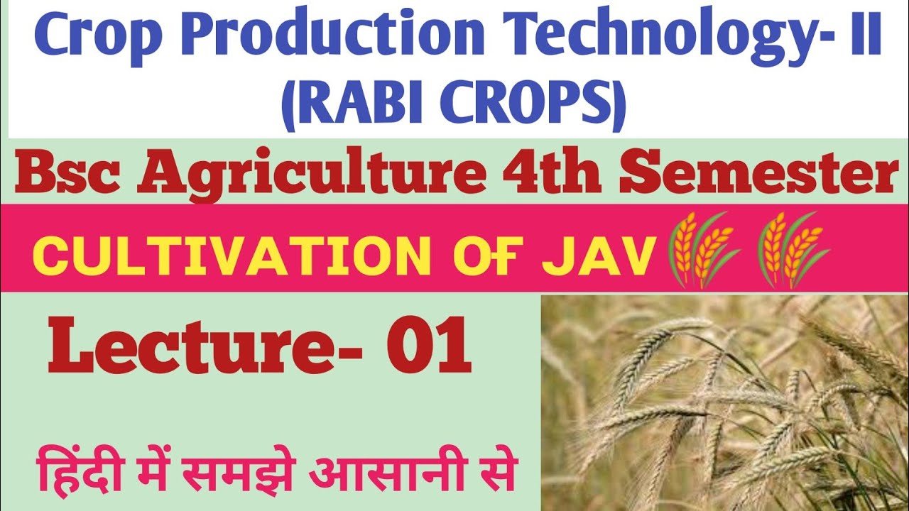 Cultivation Of Barley / जौ की खेती (RABI CROPS) Bsc Agriculture 4th ...