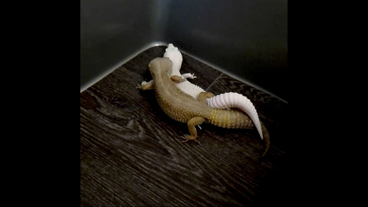 Leopard geckos mating - YouTube