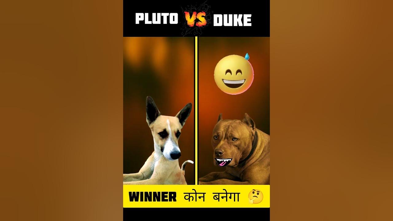 Street Dog Pluto vs Duke 🤯 Comparison video #shorts #pluto #duke #pitbull - YouTube