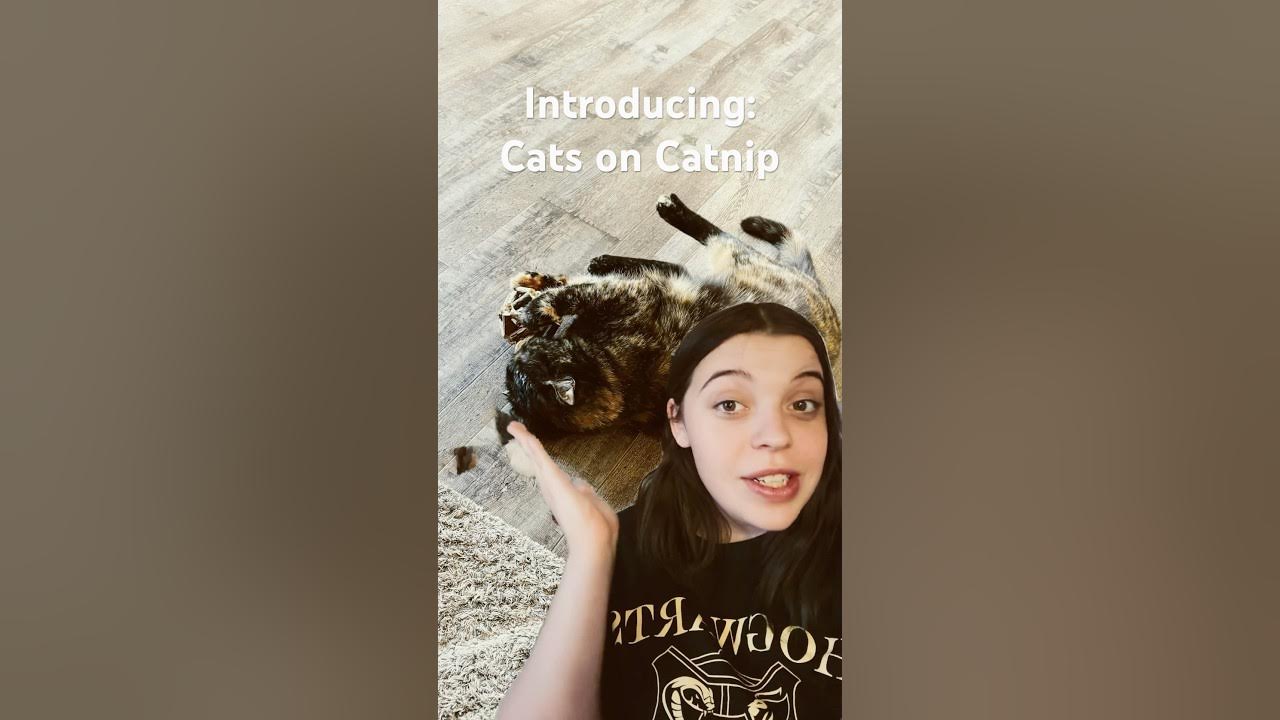 Introducing: Cats On Catnip - YouTube
