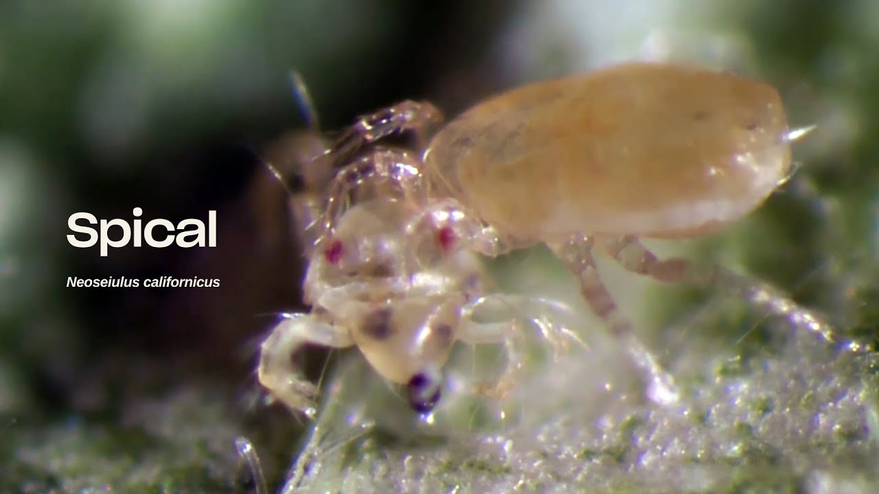 Spical (𝘕𝘦𝘰𝘴𝘦𝘪𝘶𝘭𝘶𝘴 𝘤𝘢𝘭𝘪𝘧𝘰𝘳𝘯𝘪𝘤𝘶𝘴) - YouTube