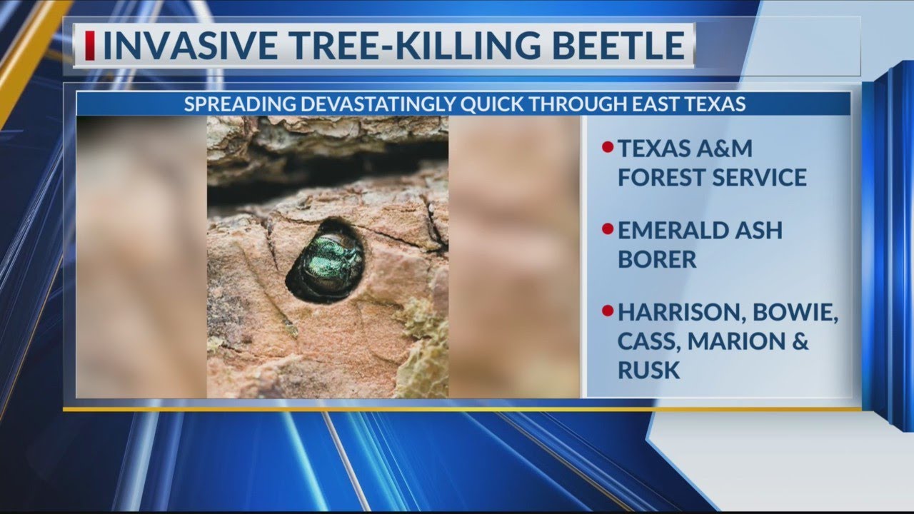 Invasive tree-killing beetle spreading devastatingly quick through East ...