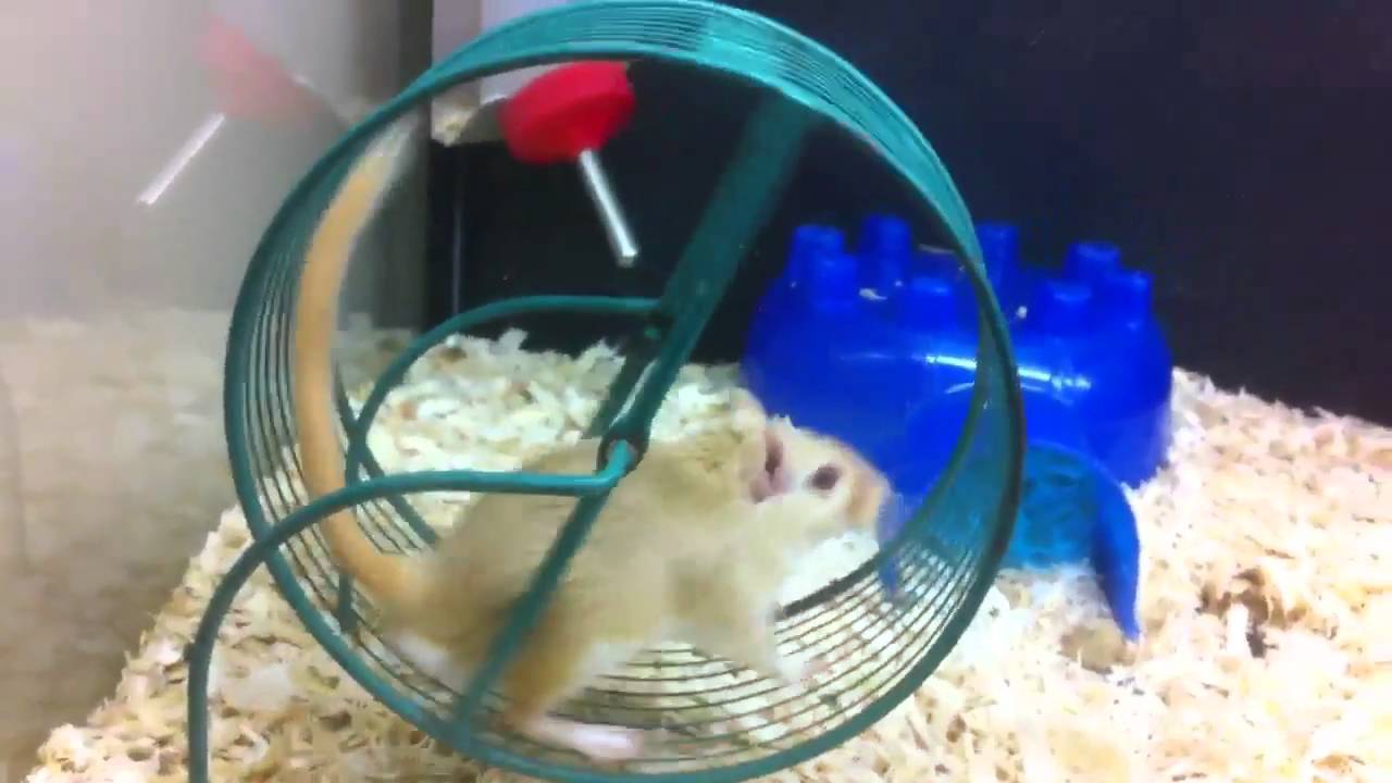 Gerbil at PetSmart - YouTube