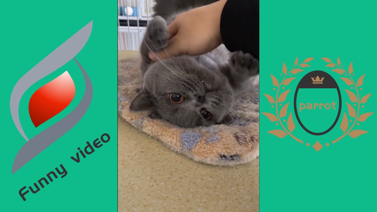 Animals show love to humans--country cat for a day - YouTube