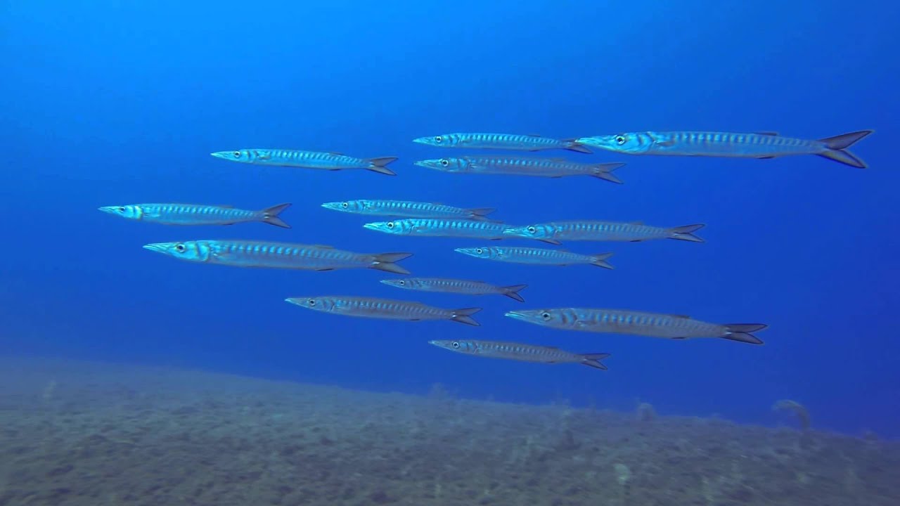Barracuda Battery, Zenobia, Cyprus - YouTube