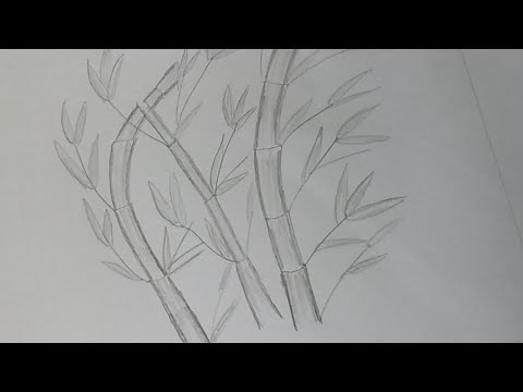 How to draw a bamboo tree with pencil shading - YouTube