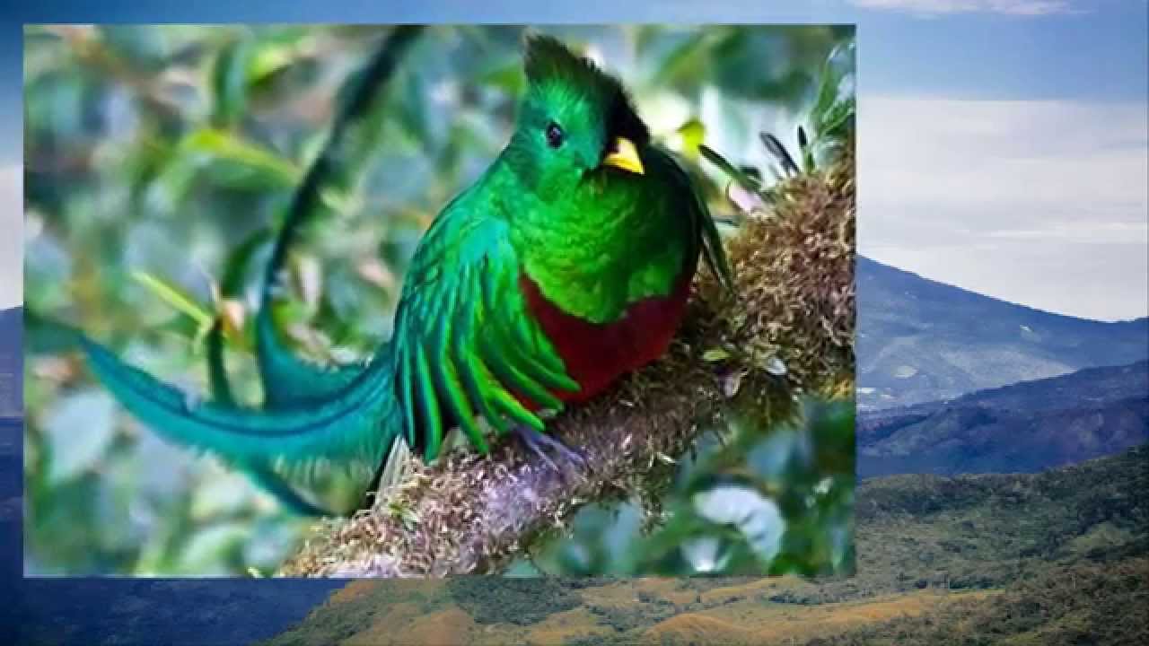 EL QUETZAL DE CHIRIQUI - JUANK - YouTube