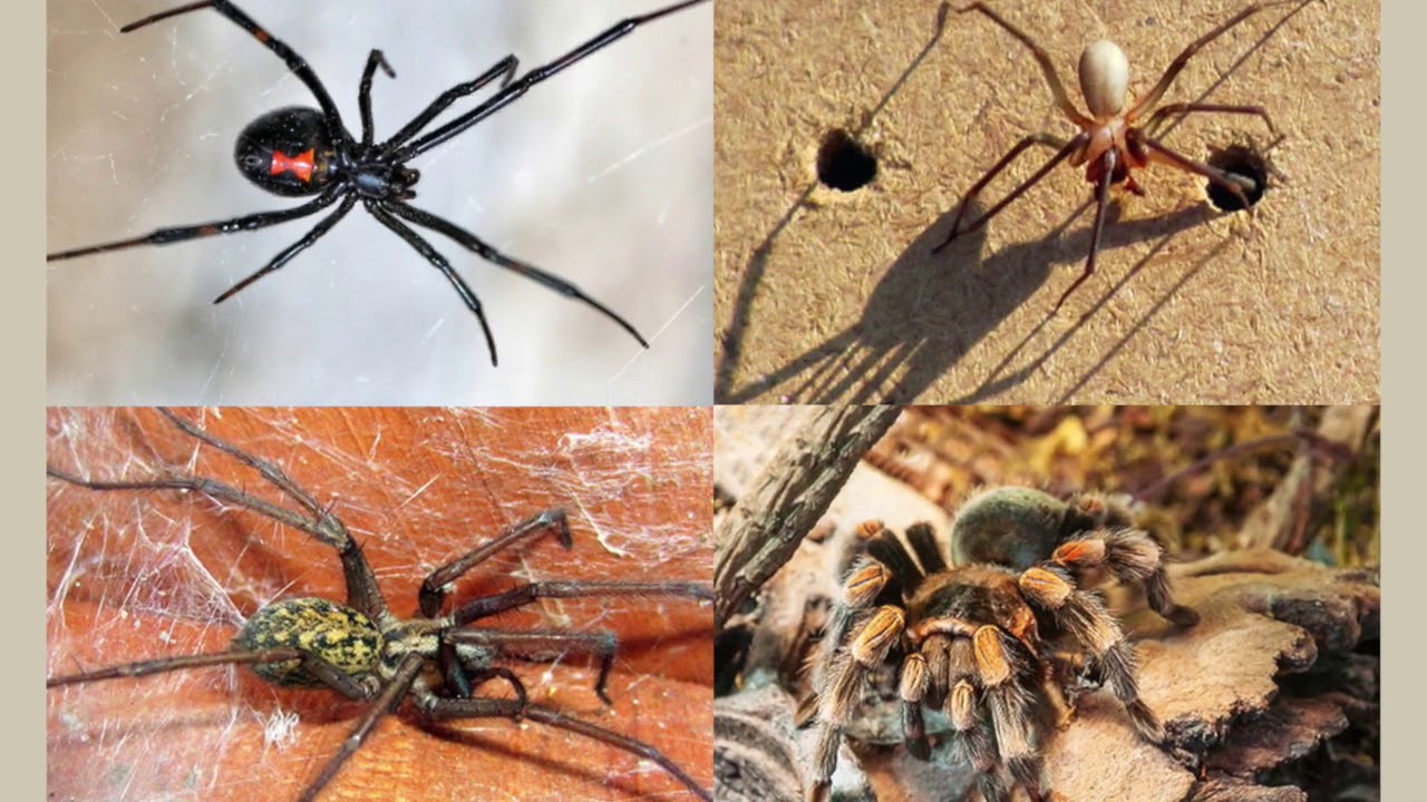 Bites or Stings of Insects and Arachnids - YouTube