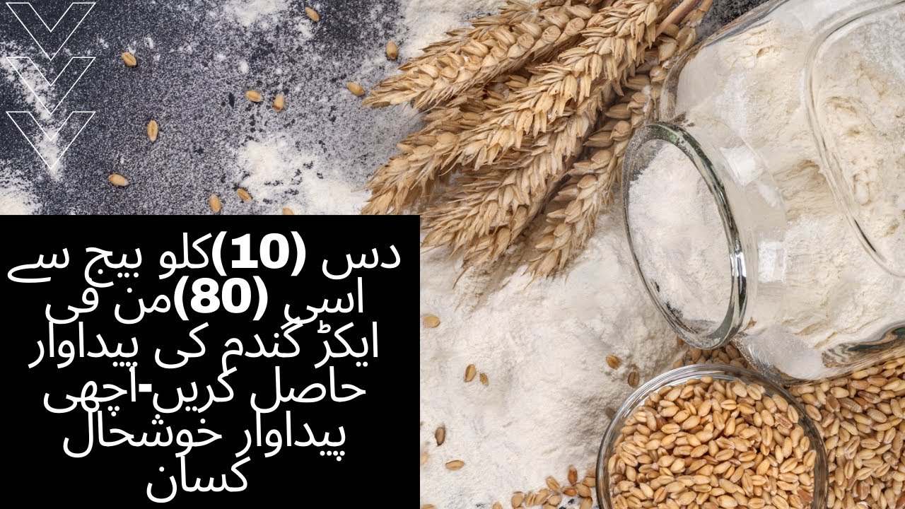 Wheat cultivation Method. | Gandum lgany ka sahi tarika. | Gandum ki ...