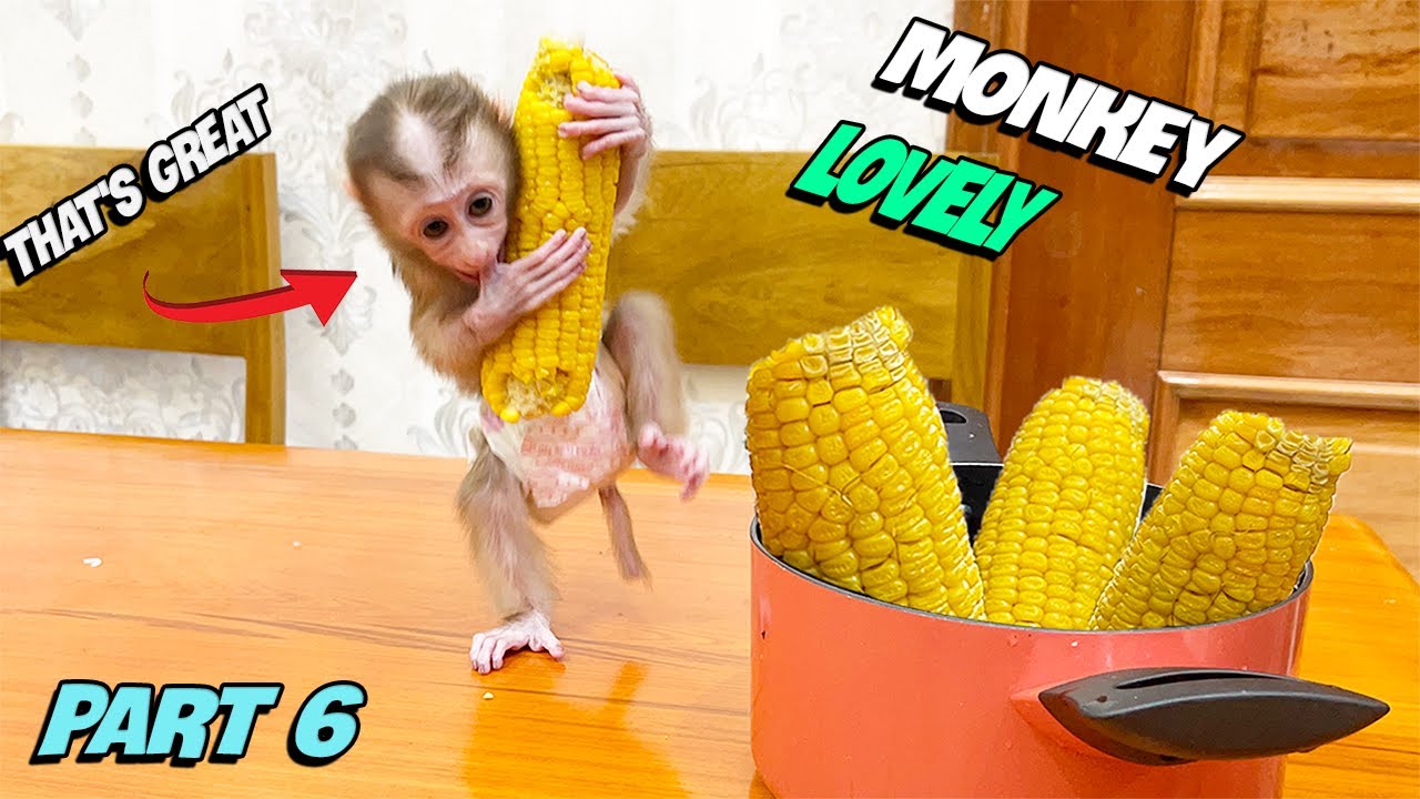 YuYu Monkey Family's Cutest Videos! Part 6 - YouTube